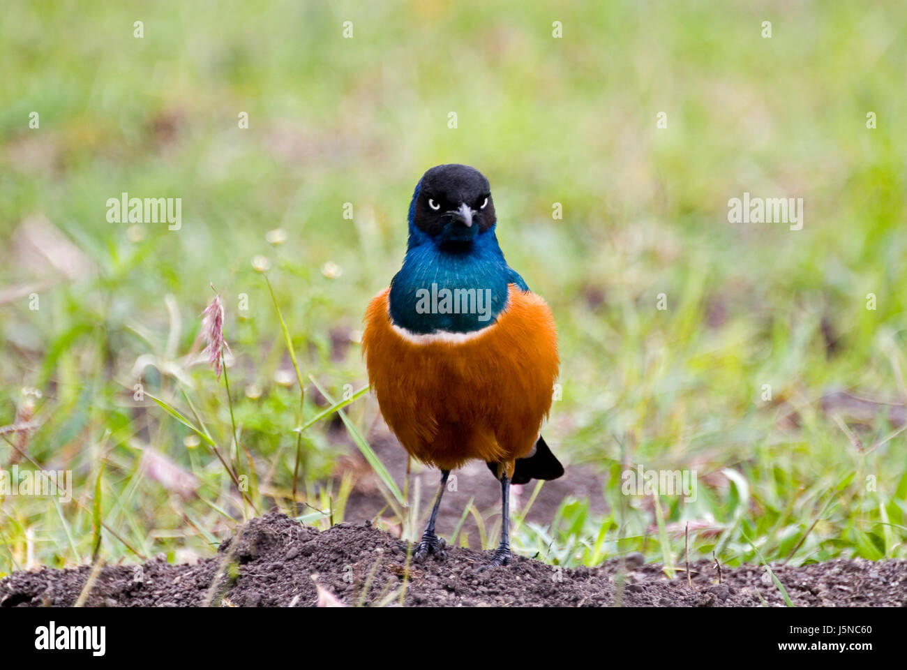 blue animal bird africa kenya birds animal portrait bright shiny ...