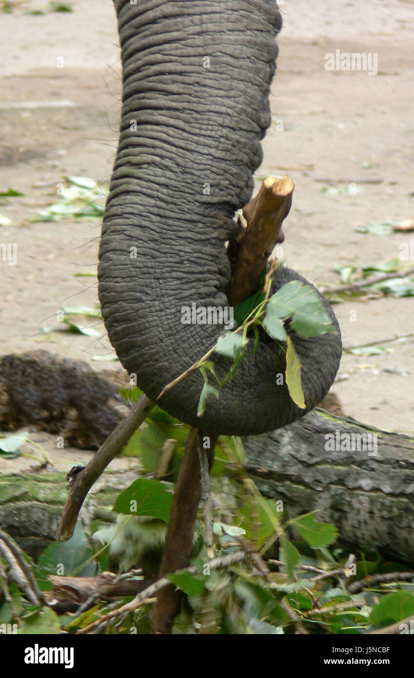 elephant branches branch elephants to gorge engulf devour grasp ...