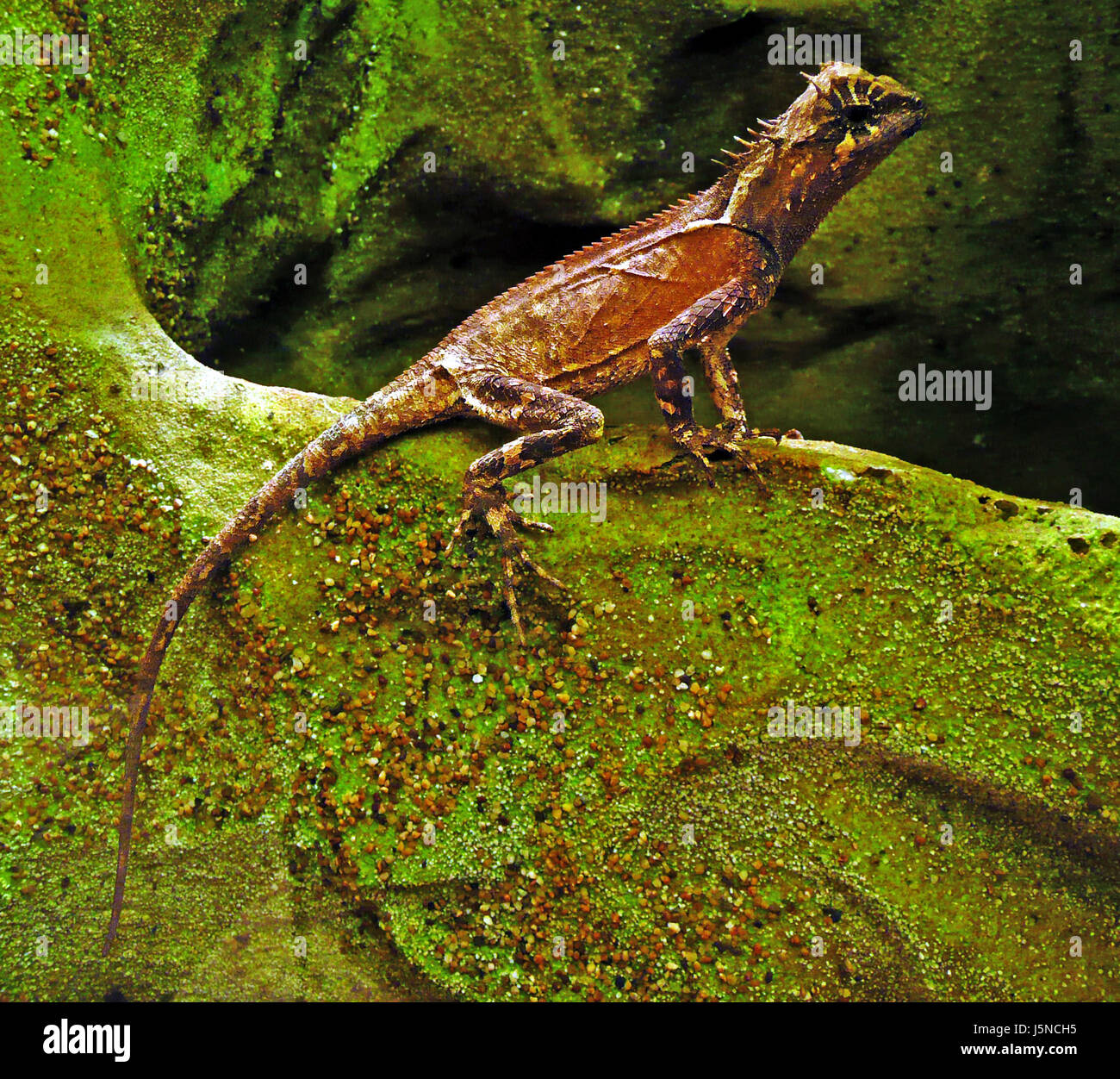 Nackenstachler hi-res stock photography and images - Alamy