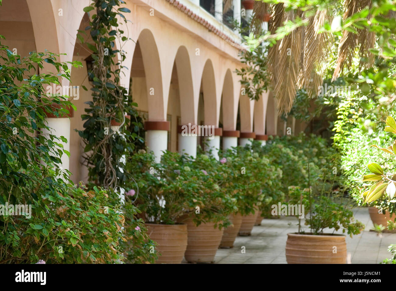 colour plant green columns flora palms palm tree cactus tint colors ...