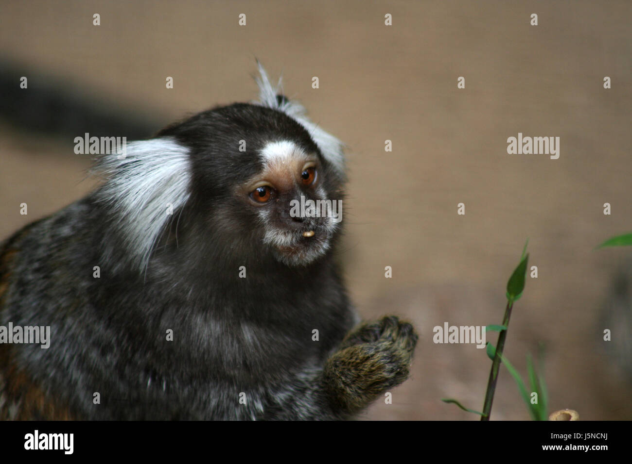 white marmosets 1 Stock Photo - Alamy