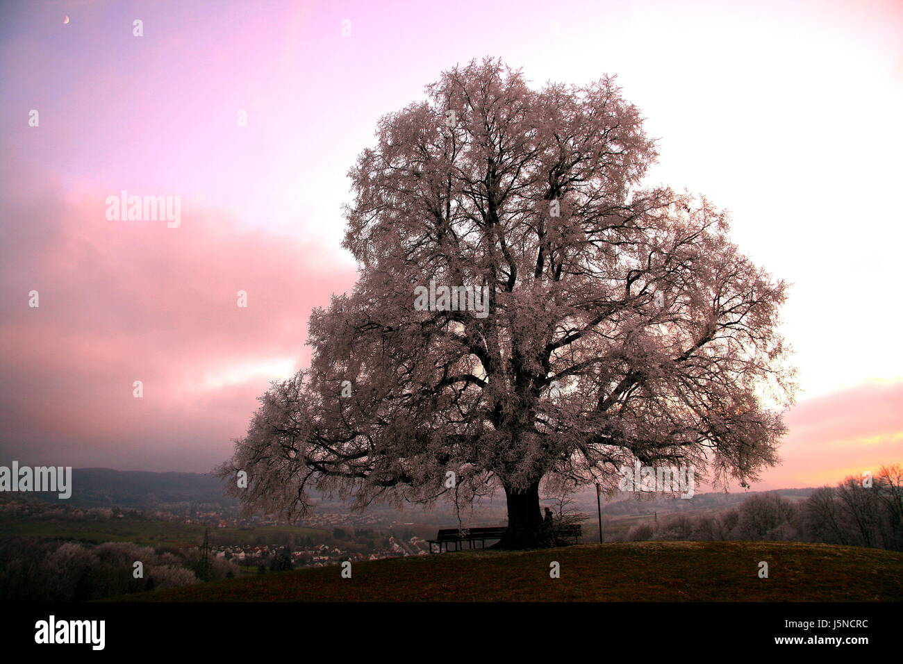 big large enormous extreme powerful imposing immense relevant tree ...