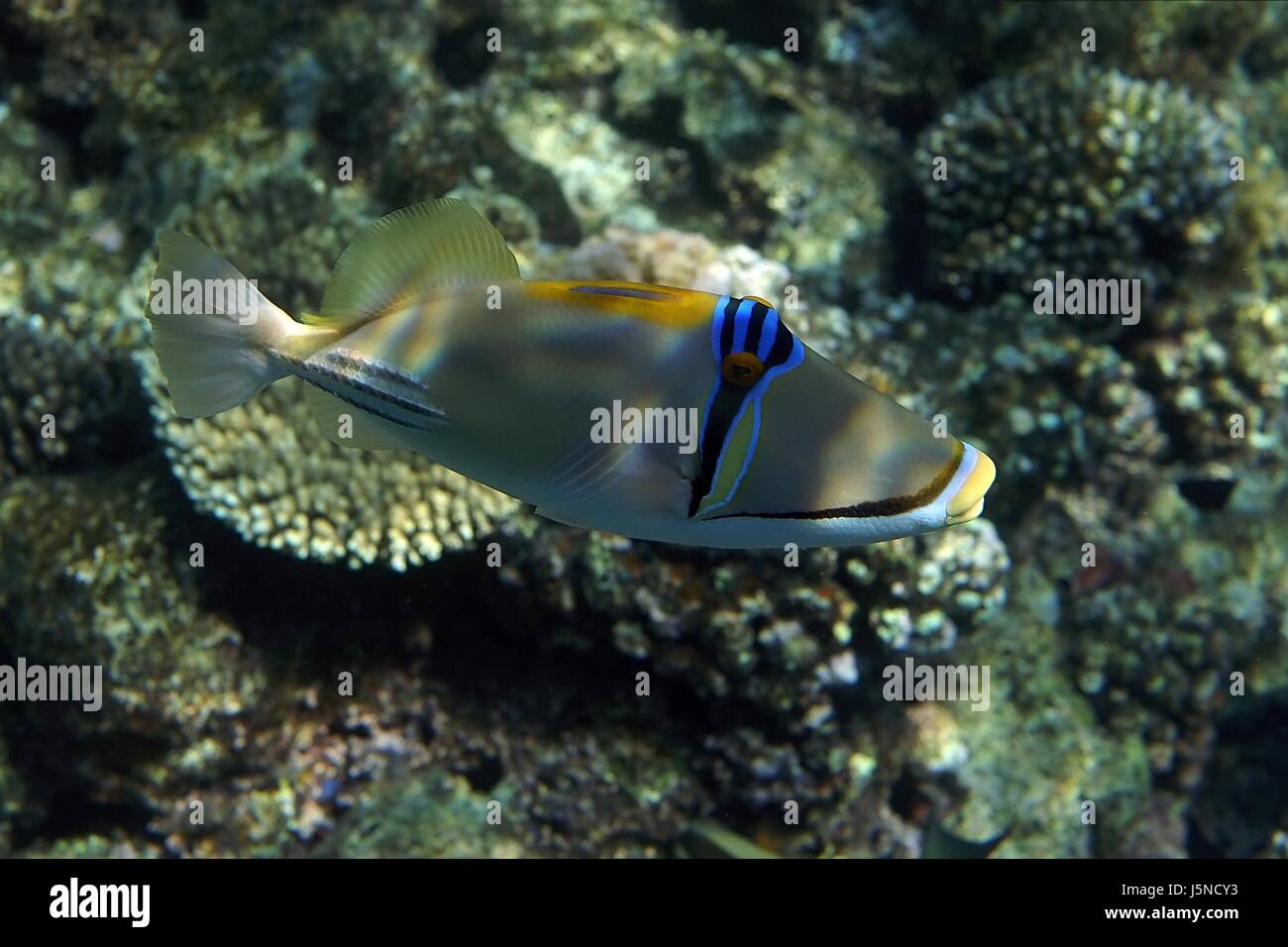 africa fish egypt under dive pisces atoll snorkel reef latchkey printer ...