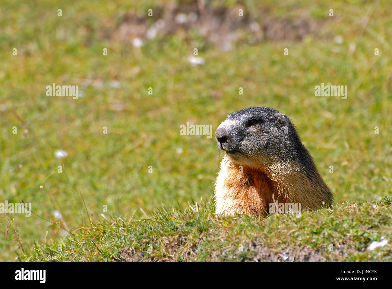 mountains plant animal cave alps alp summit rodent shy climax peak ...