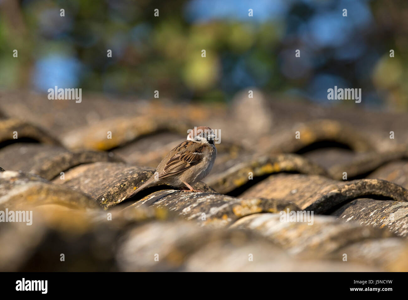 Passer montanus nest hi-res stock photography and images - Alamy