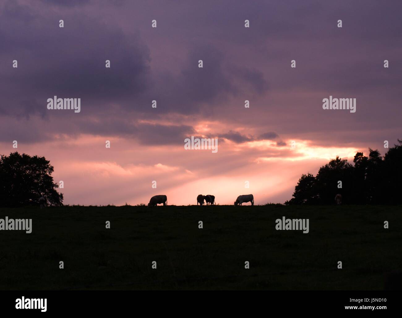 sunset with cows Stock Photo - Alamy