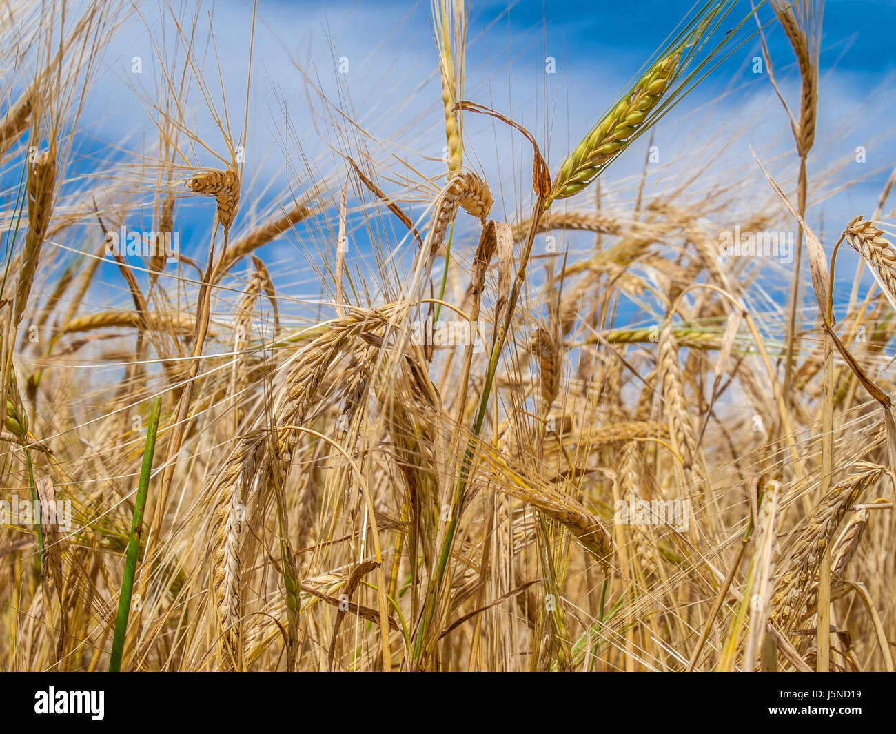 Wheat field ready for harvesting in summer Stock Photo - Alamy