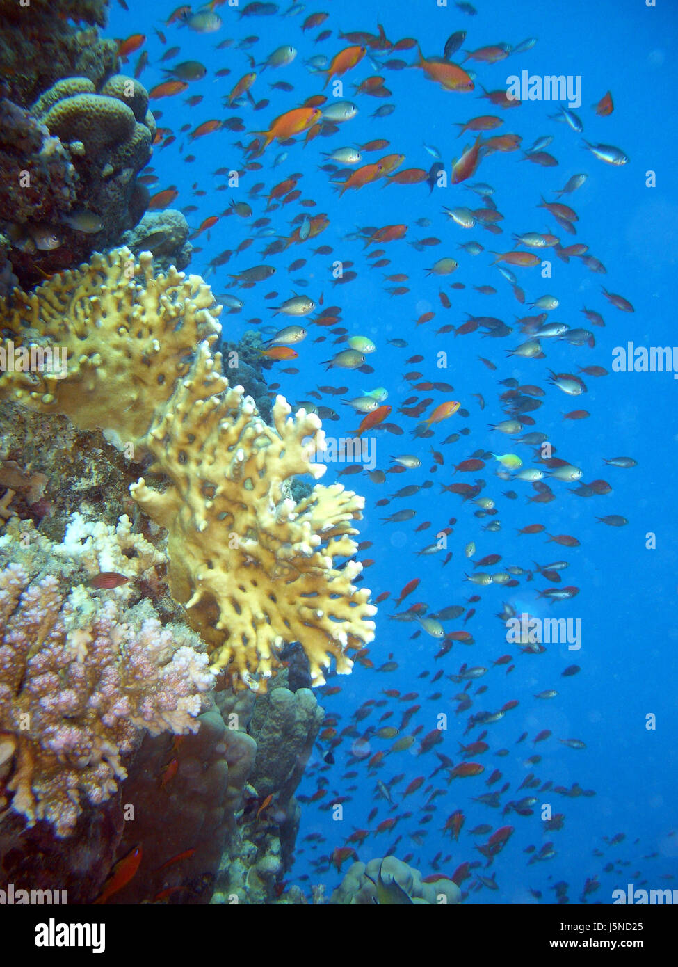 blue coloured colourful gorgeous multifarious richly coloured fish ...