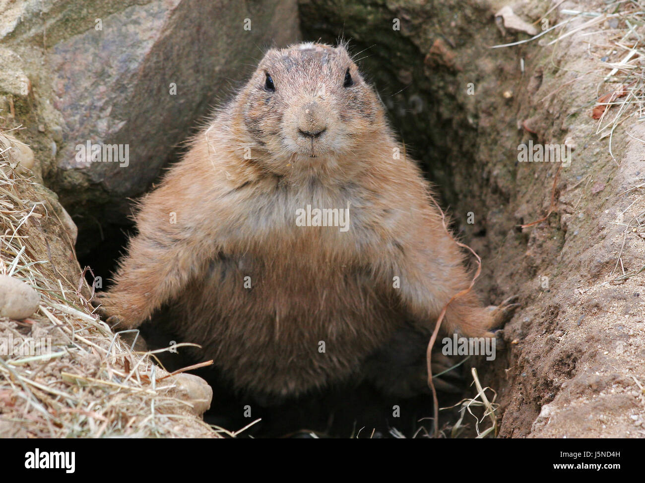 humour animal hunger animals portrait eyes rodent lie lying lies ears ...