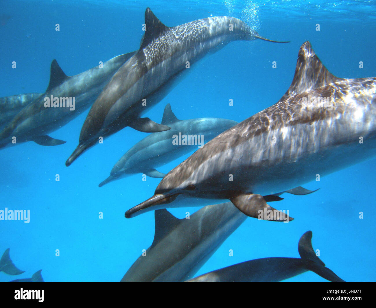 blue underwater porpoise salt water sea ocean water dolphins nature ...