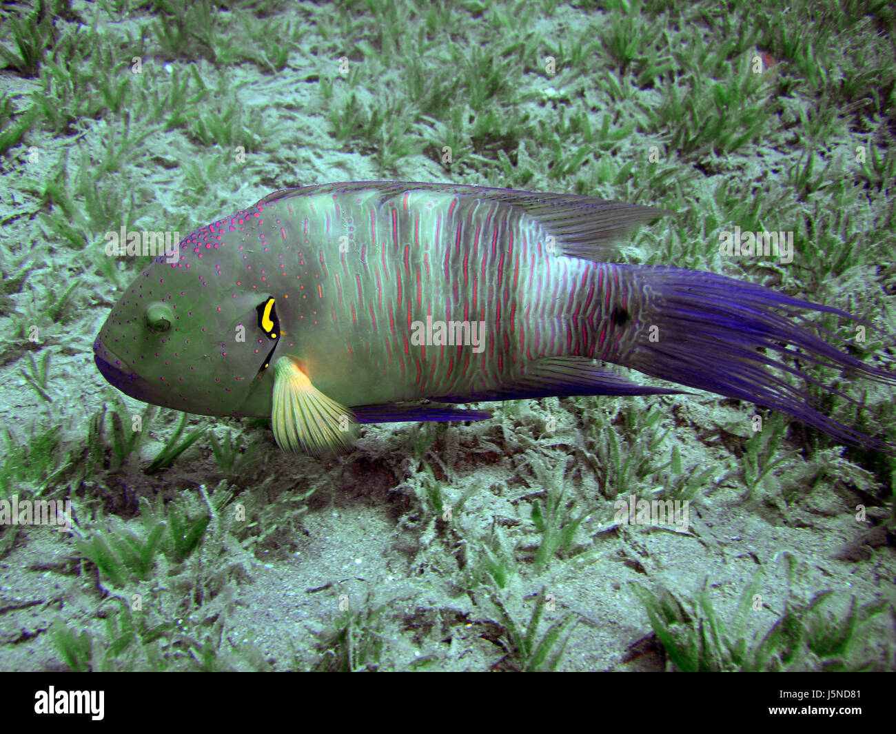 green fish egypt under dive pisces atoll snorkel reef salt water sea ...