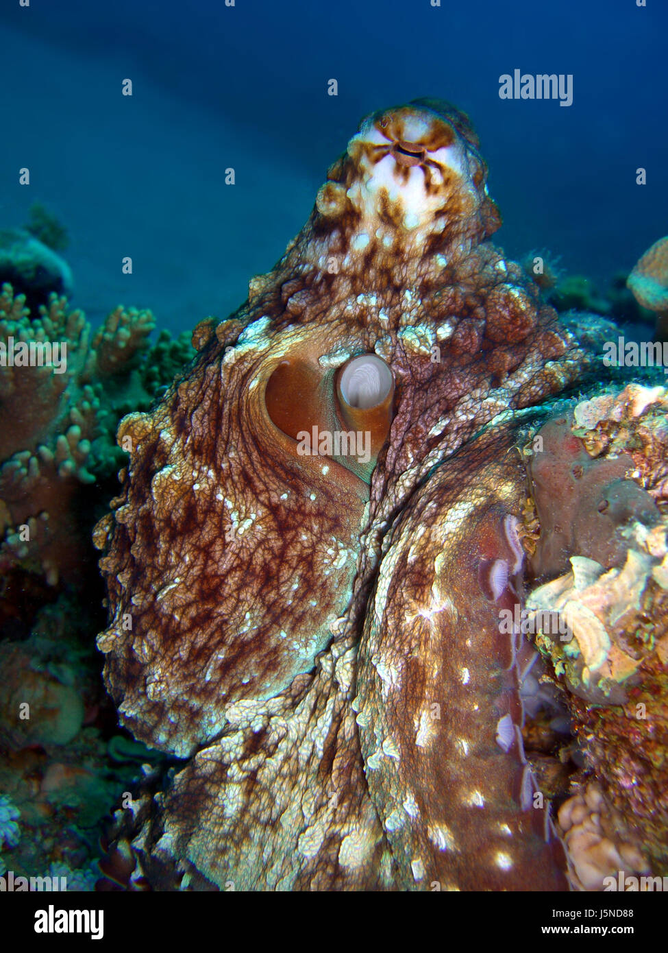 mollusc animals sepia fish underwater dive octopus squid octopi polyp ...