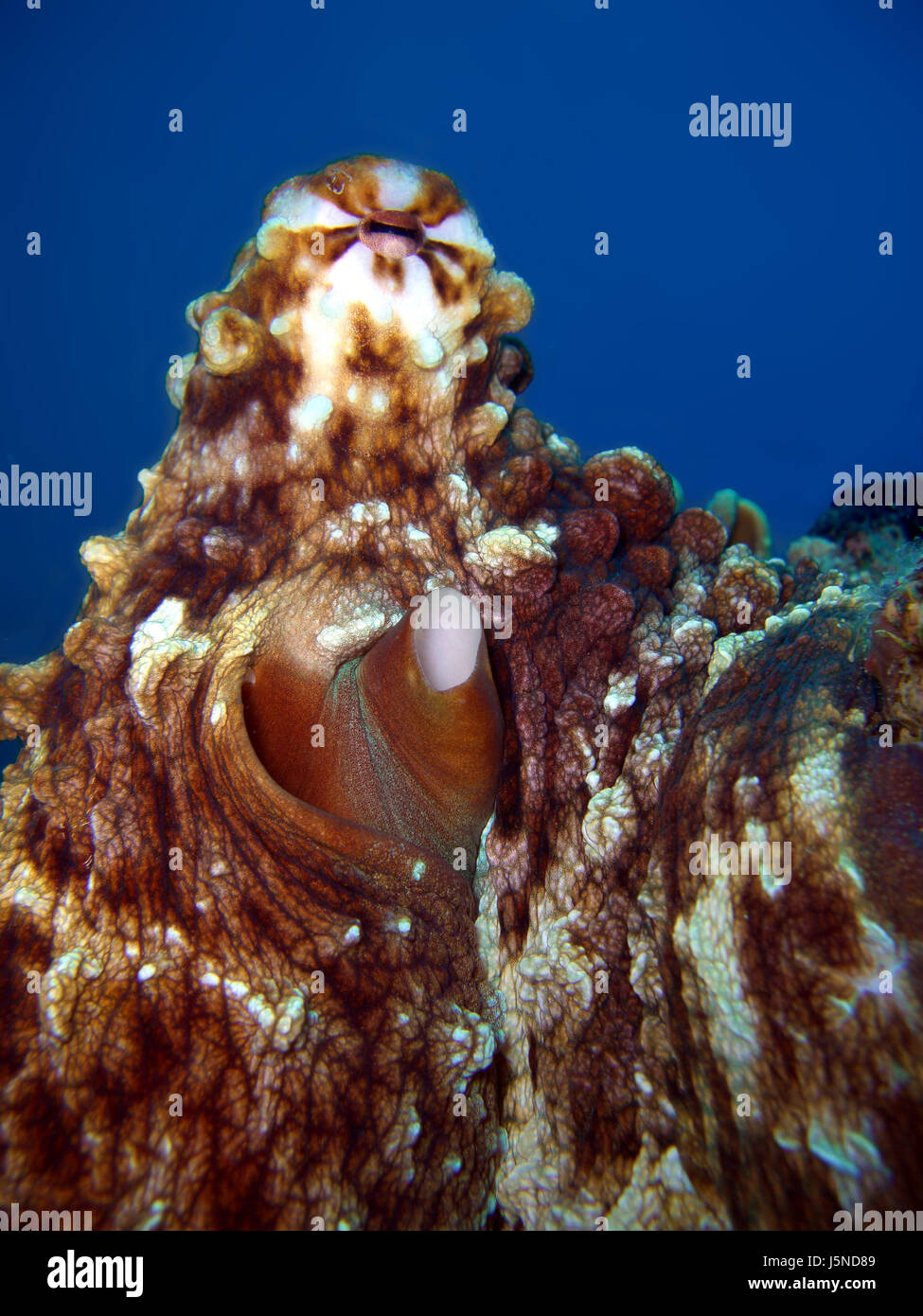 mollusc animals sepia fish underwater dive octopus squid octopi polyp ...