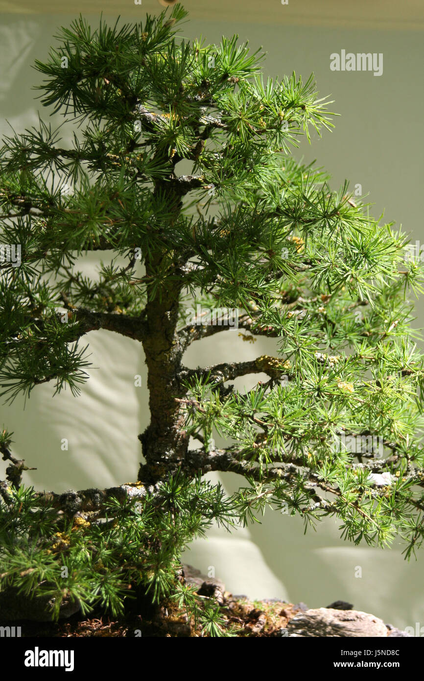 Minipflanze hi-res stock photography and images - Alamy