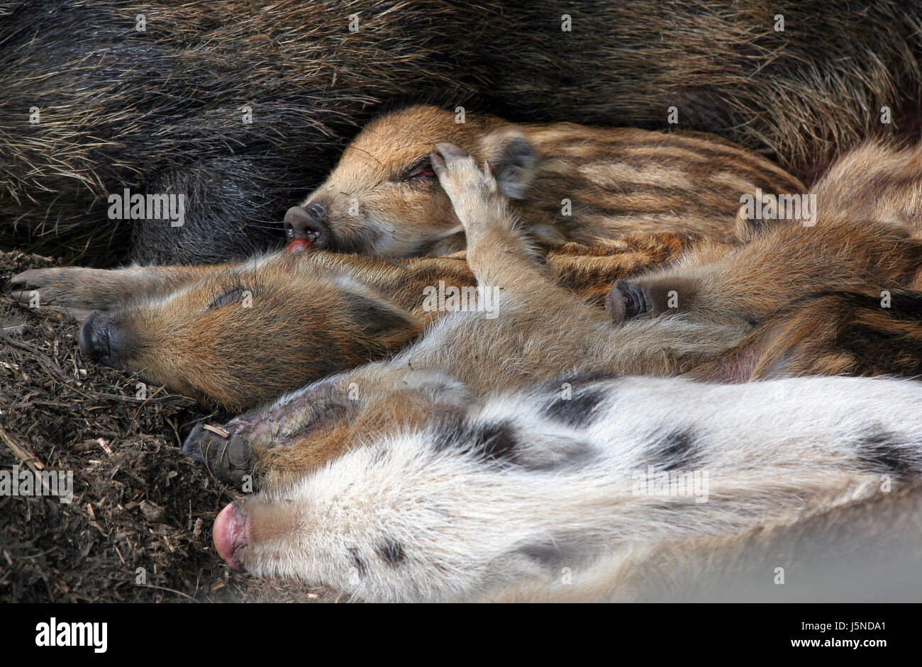 humour tree animal animals eyes hairs lie lying lies skin sleep ...