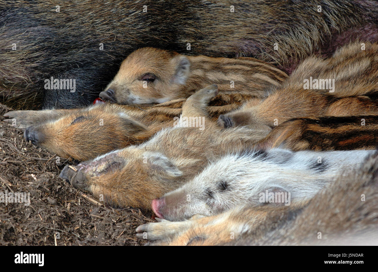 humour tree animal animals eyes hairs lie lying lies skin sleep ...