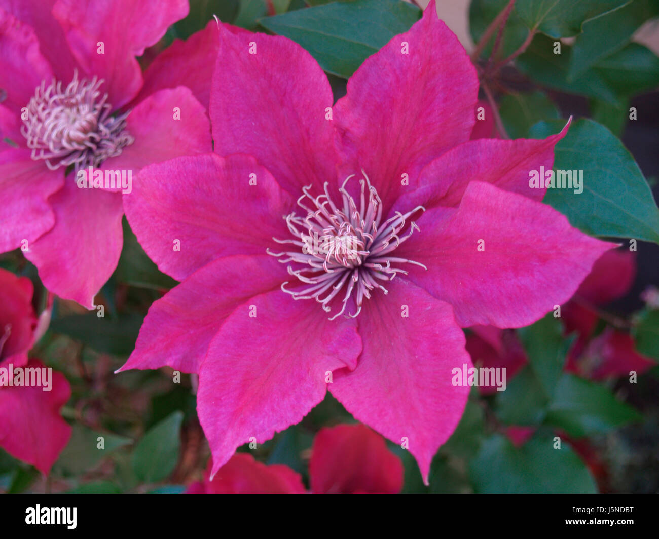 plant flower bloom blossom flourish flourishing flowers climbing plant ...