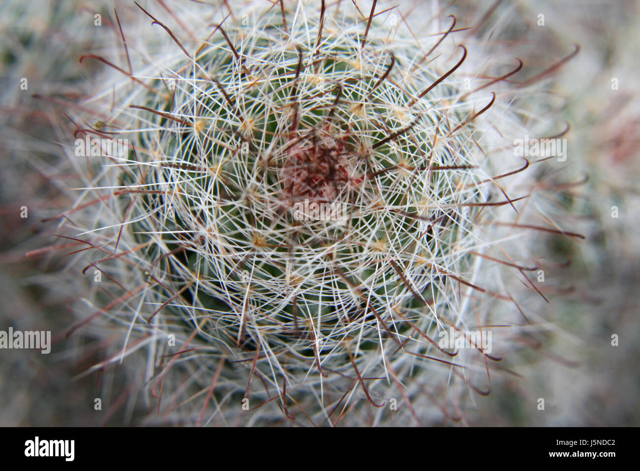 nest circle cacti cactus sting spiny clew networked huddle embarrassing ...