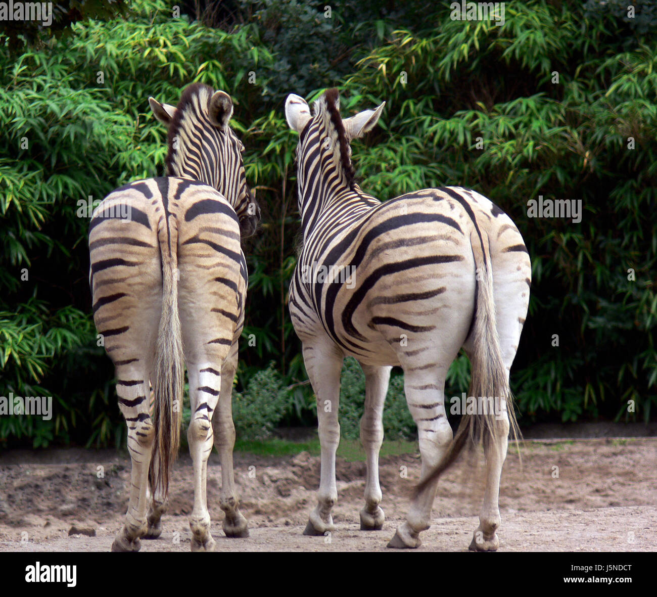 mammal africa animals savannah look glancing see view looking peeking ...