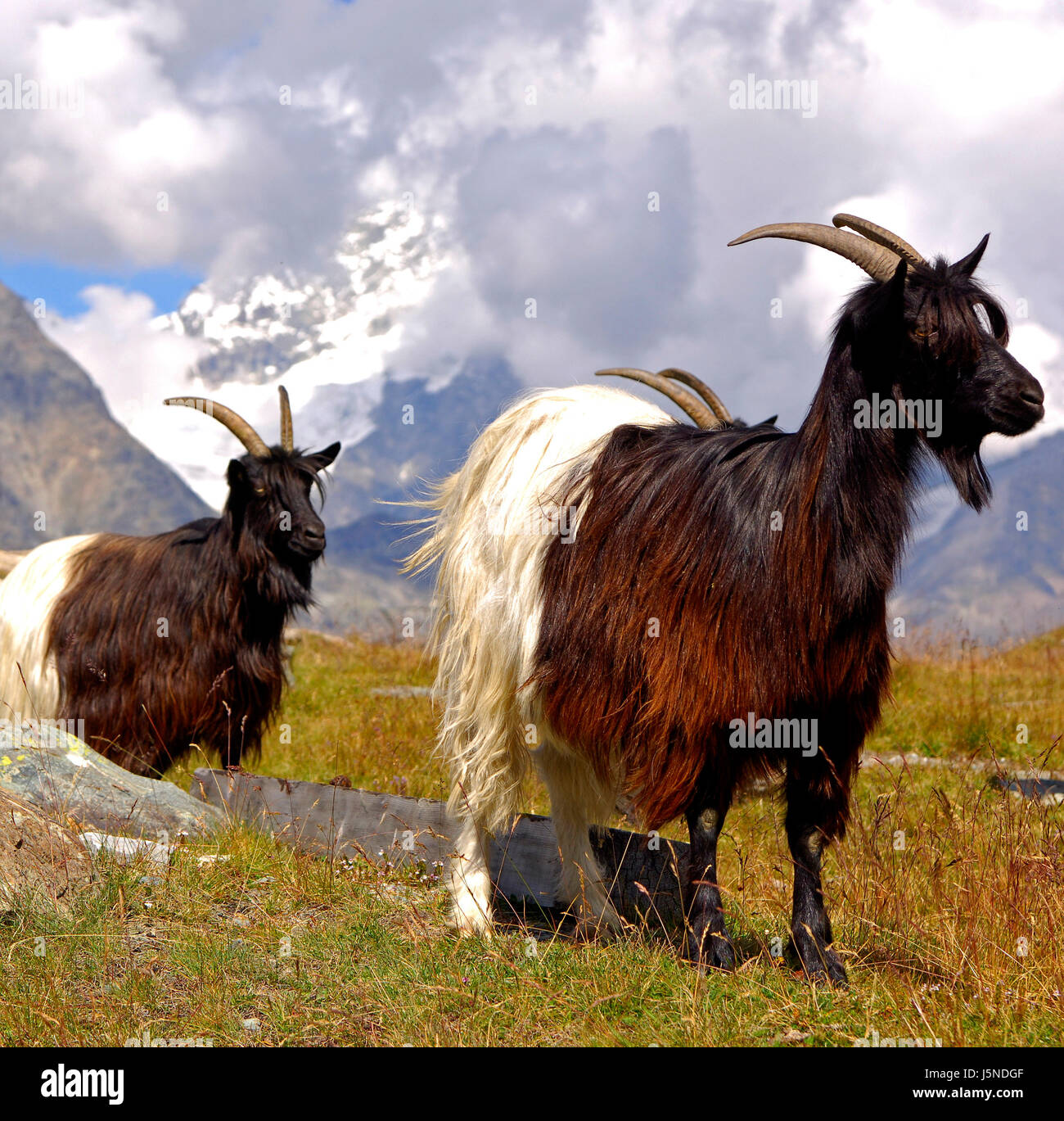 Muscular goat hi-res stock photography and images - Alamy