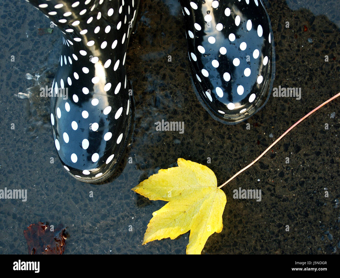 boot leaf black swarthy jetblack deep black autumnal favor drop wet ...