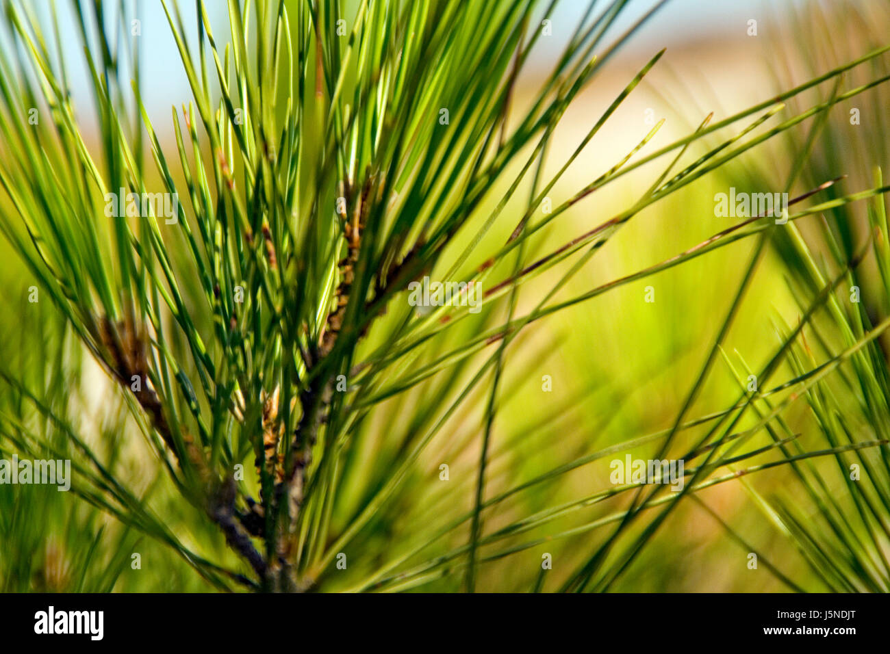 colour tree trees green fir tree firs conifer tint conifers fir trees ...