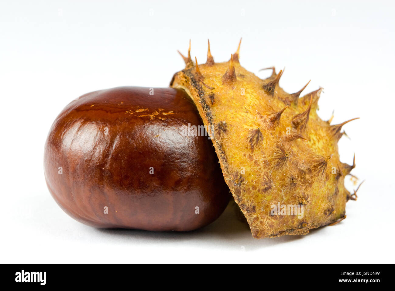 tree brown brownish brunette ripe pointed fruit sting chestnut season ...