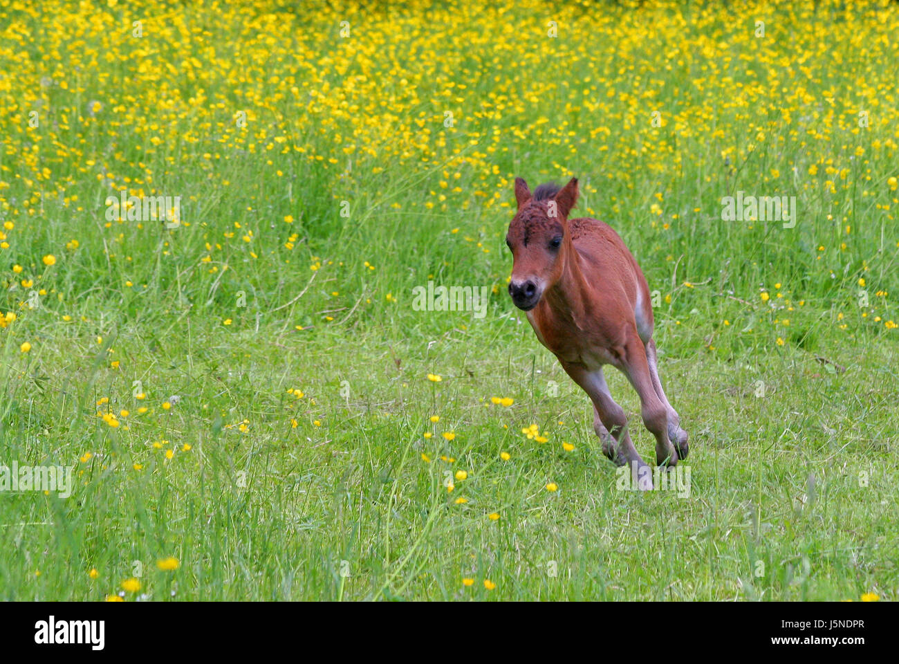 Little tomboy hi-res stock photography and images - Alamy