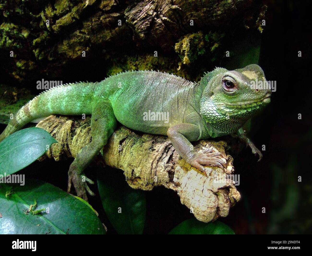 animal reptile green asia saurian dragon water wasseragame agame ...