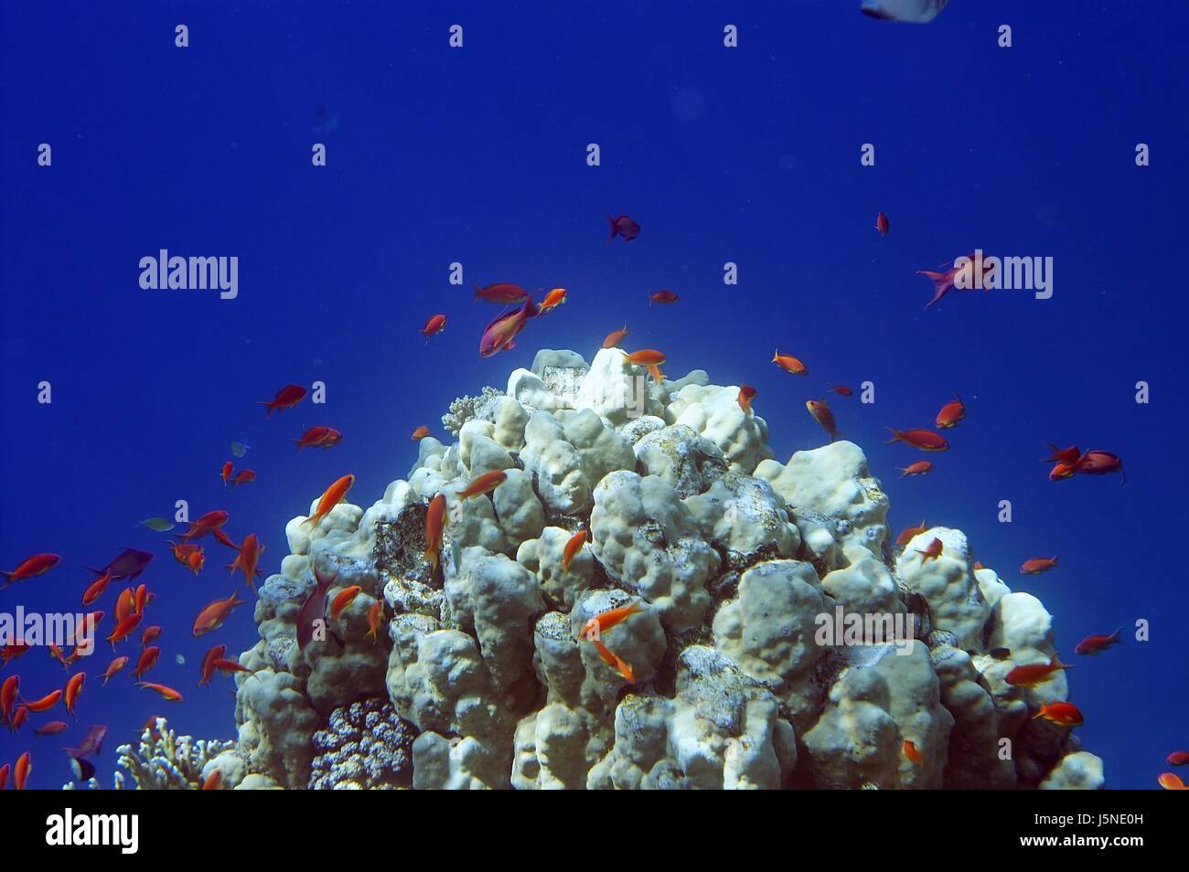 Korallenblock hi-res stock photography and images - Alamy