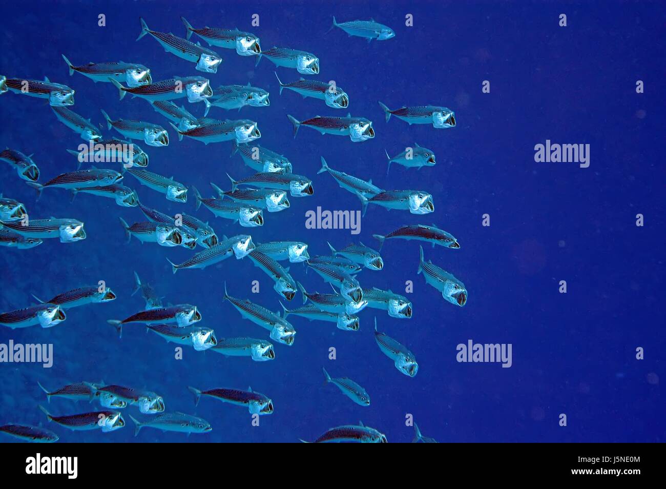 africa fish egypt under dive pisces snatch snorkel swarm school ...