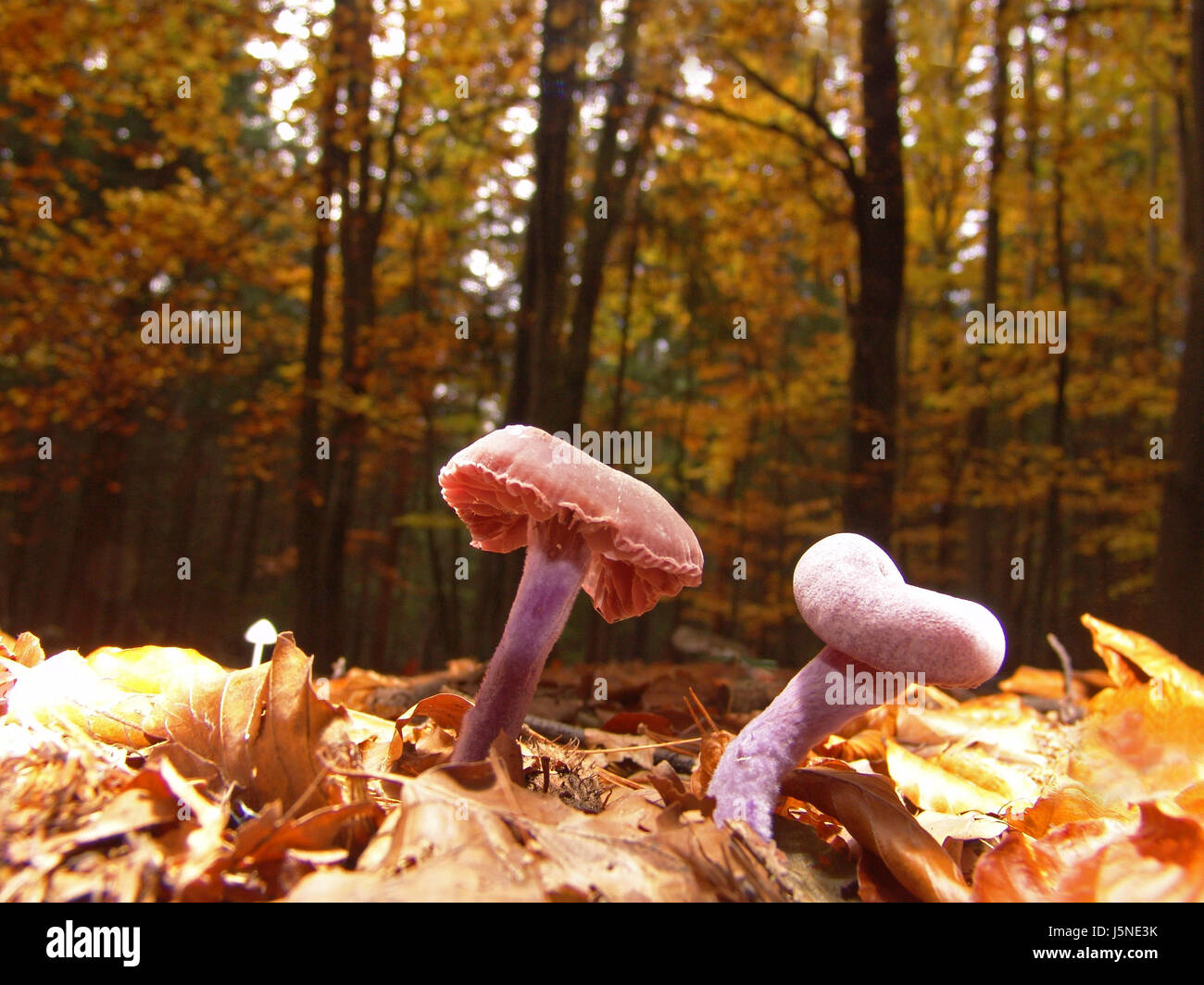 book coloured deciduous forest purple violet mushrooms mushroom fungus ...