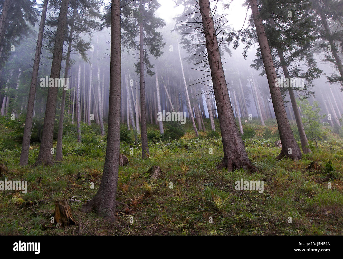 tree trees mountains fog perspective prospect steep rise climb climbing ...