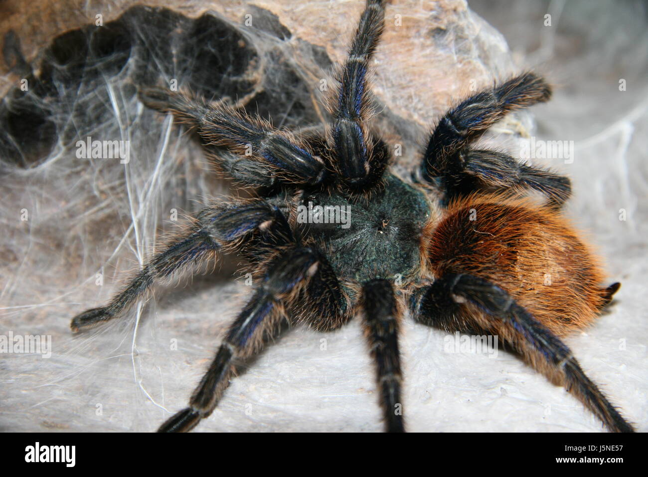 Tarantula web spin hi-res stock photography and images - Alamy