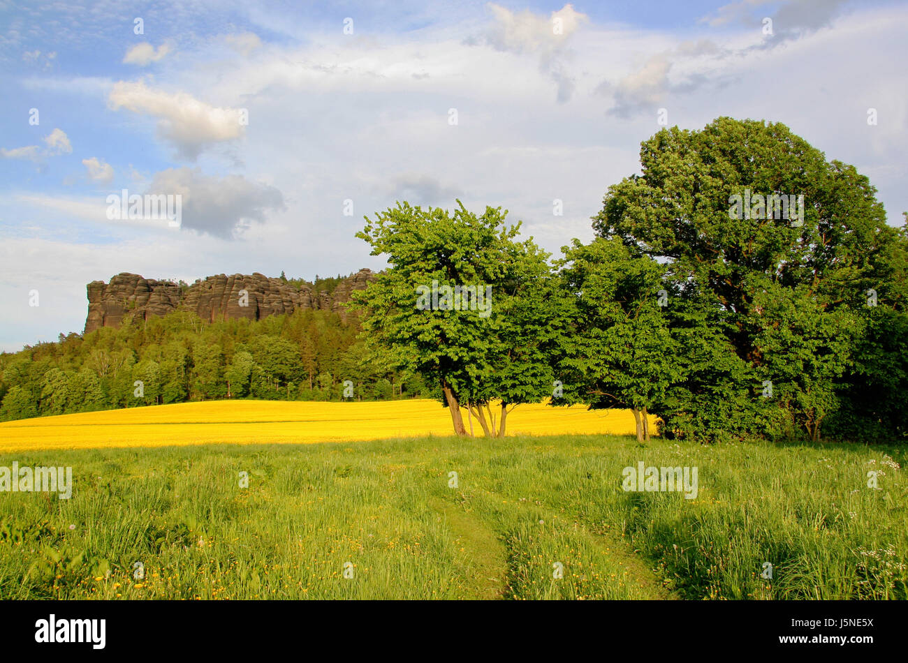 switzerland spring tree trees bloom blossom flourish flourishing ...
