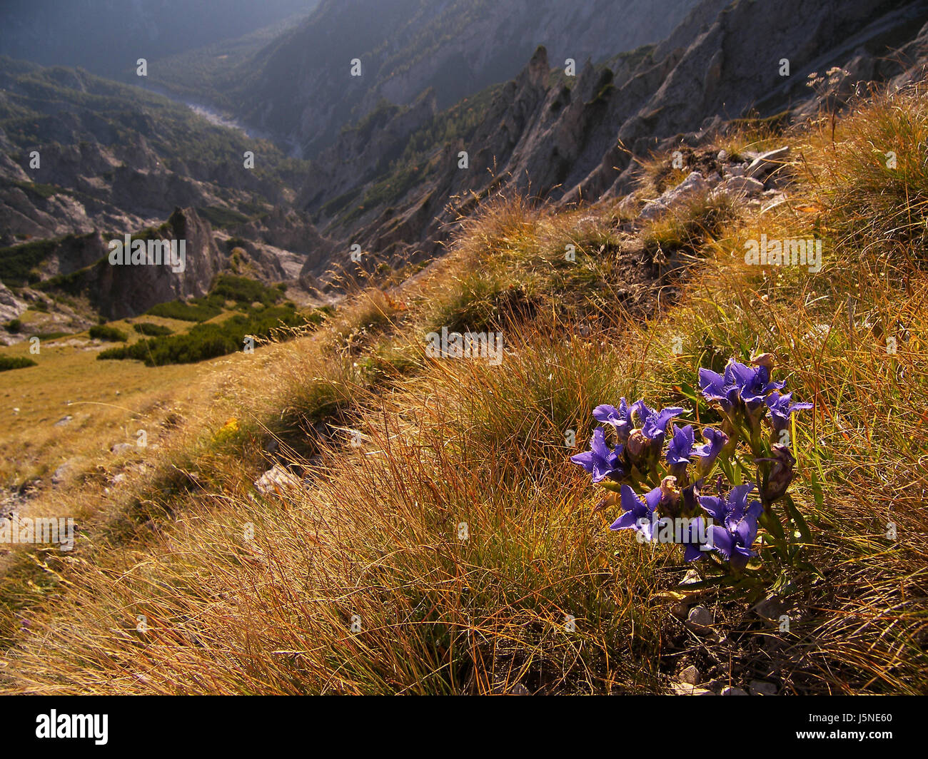 mountains alp austrians flower flowers plant ravine highlands alps ...