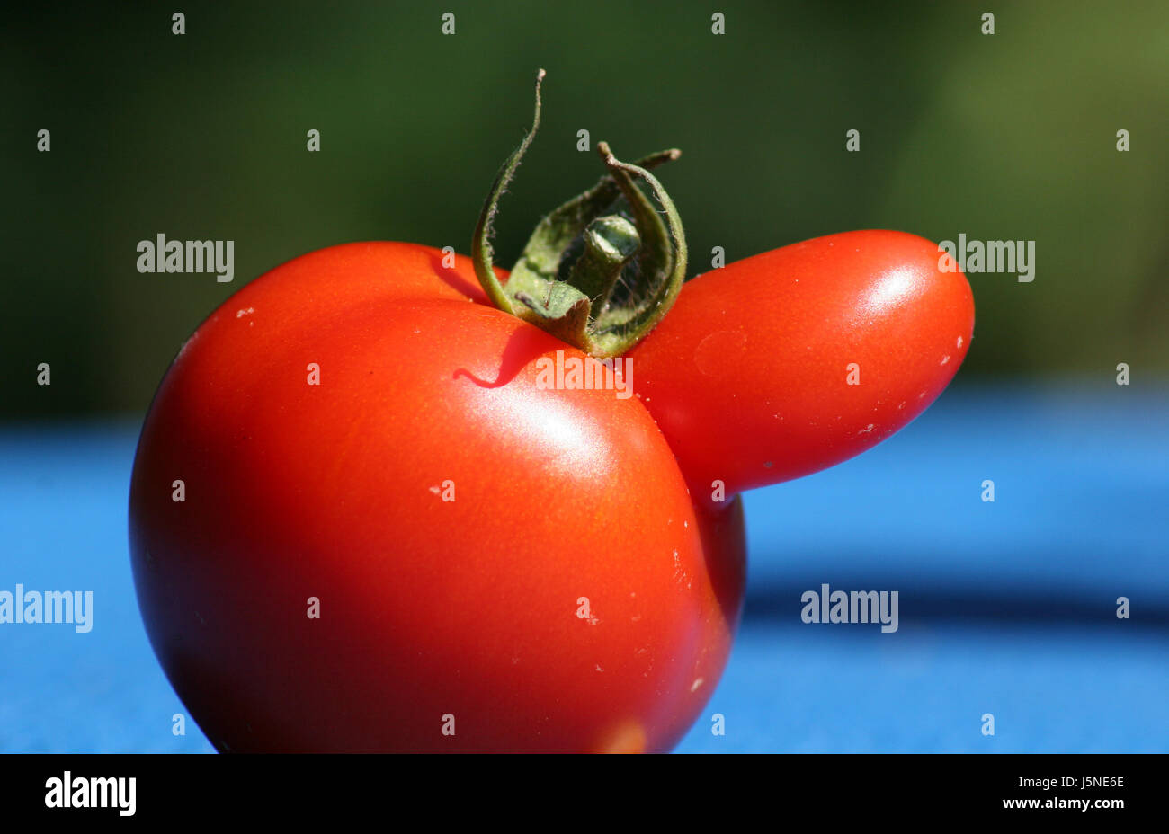 Tomatennase hi-res stock photography and images - Alamy