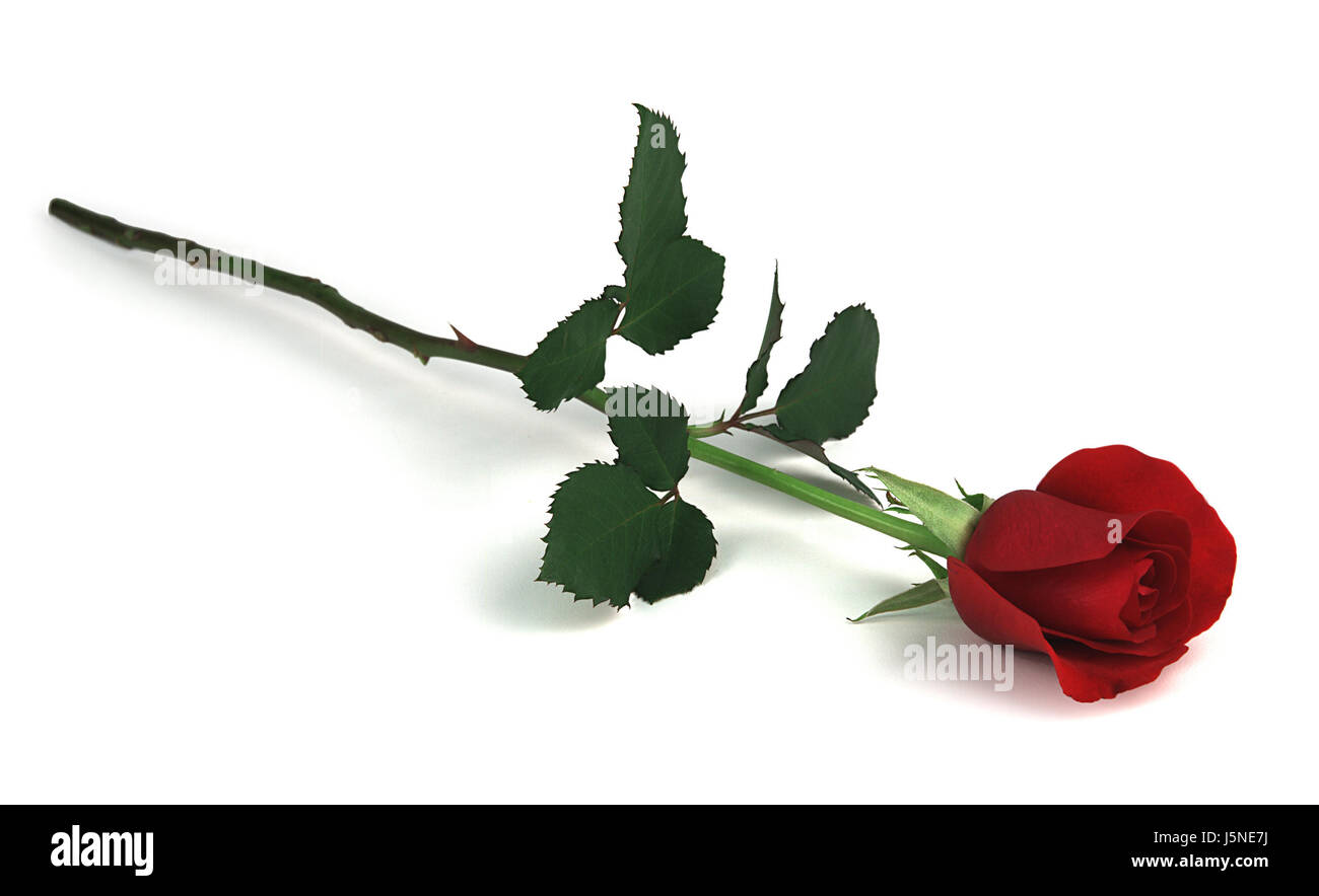 sign signal beautiful beauteously nice symbolic flower plant rose ...
