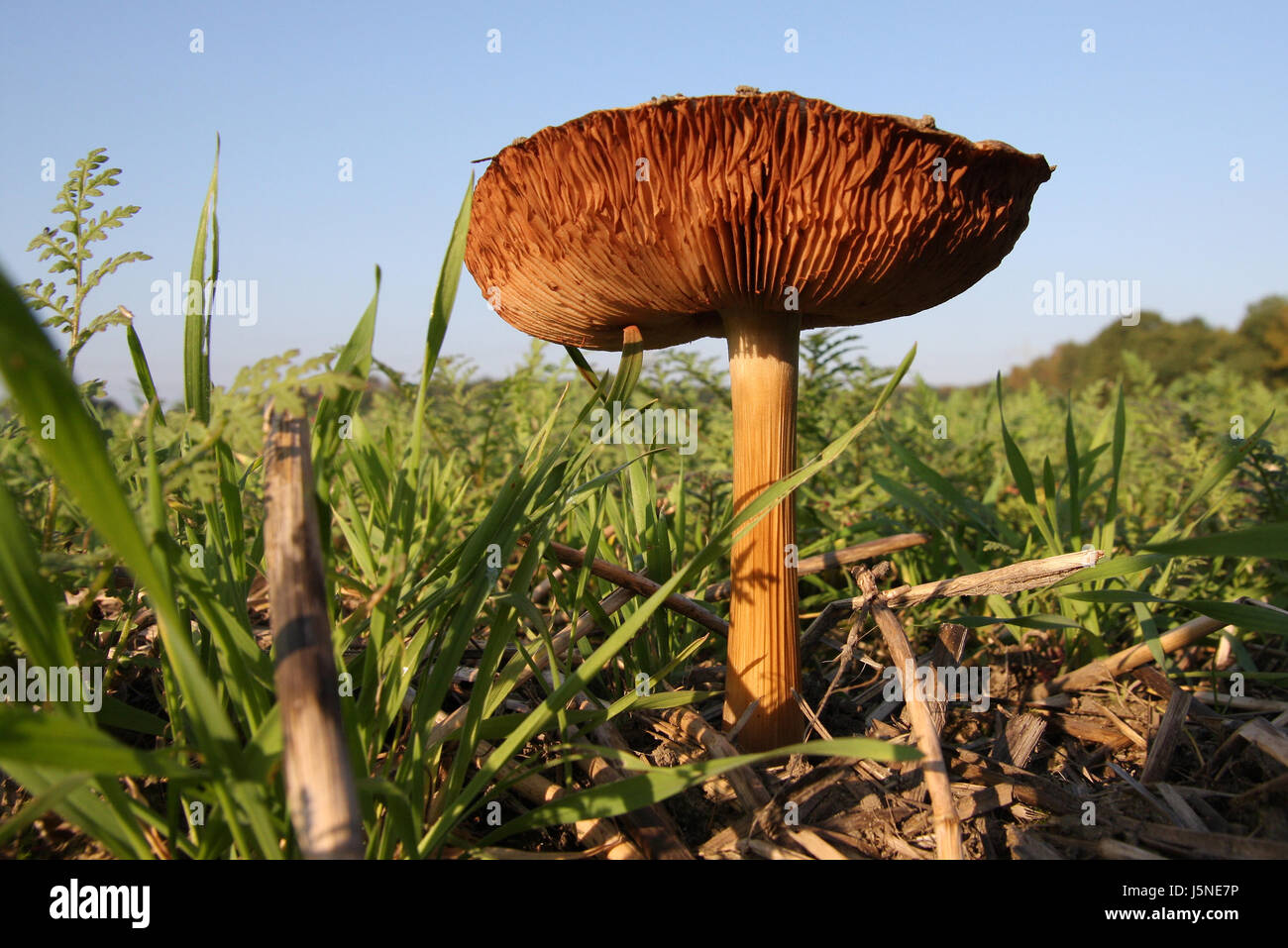green field mushrooms mushroom fungus stalk stem meadow grass lawn ...