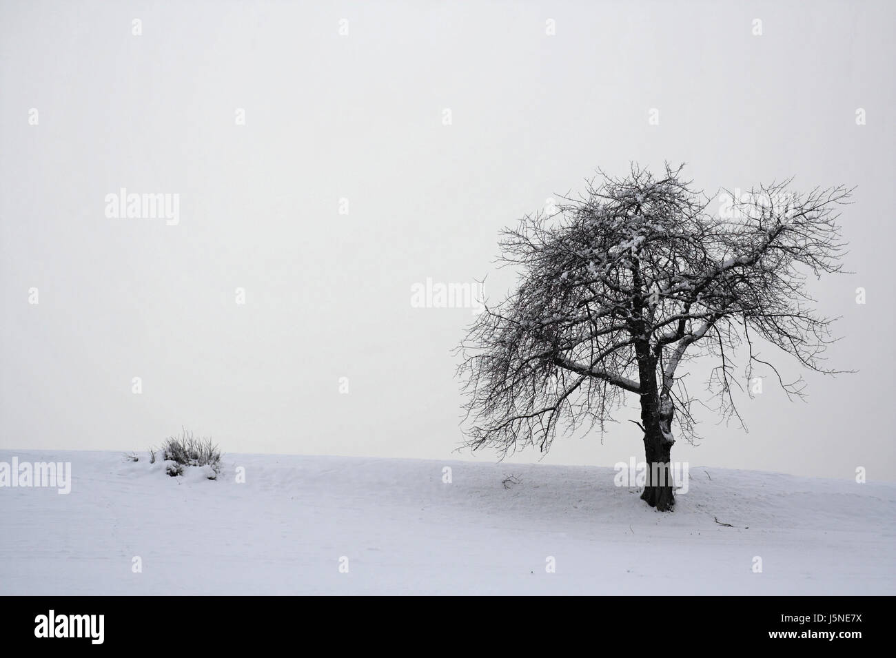 tree winter cold loneliness mourning sorrow depression alone lonely ...