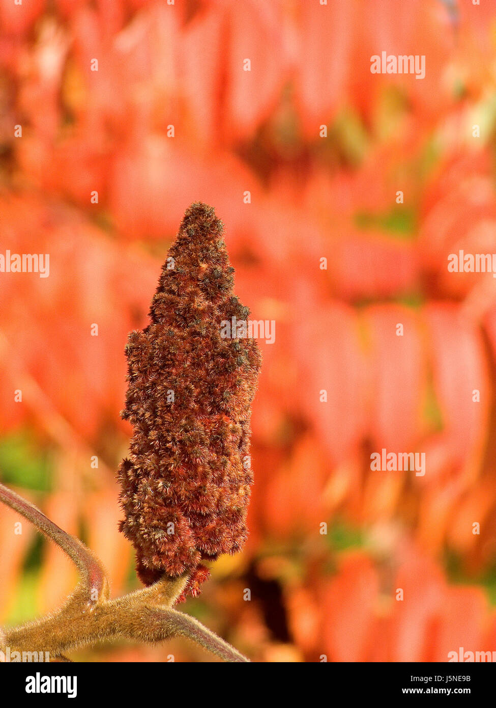 bloom blossom flourish flourishing autumn colouring plant fall autumn ...