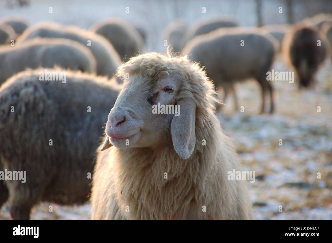 Laughing sheep hi-res stock photography and images - Alamy
