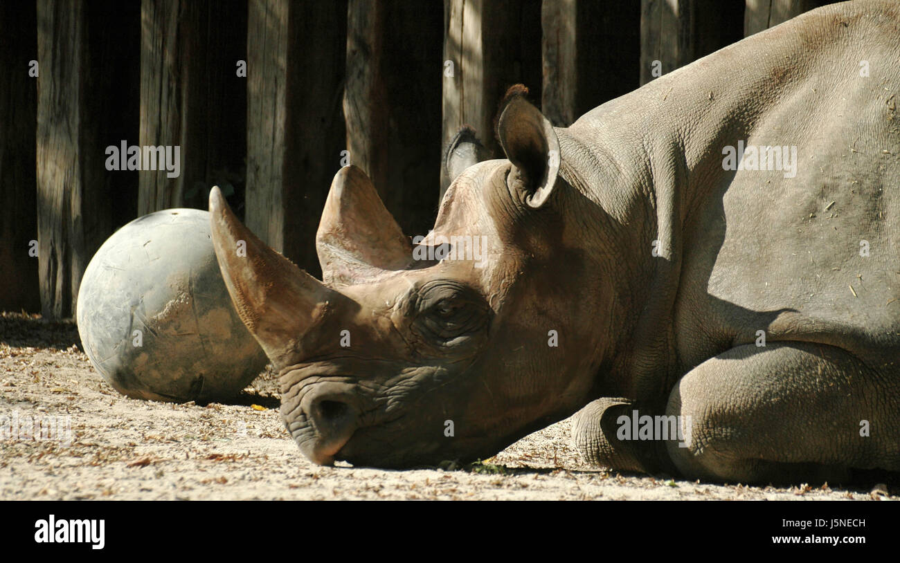 mammal africa lone wolf lazy rhino rhinoceros dickhuter rhinoceros ...