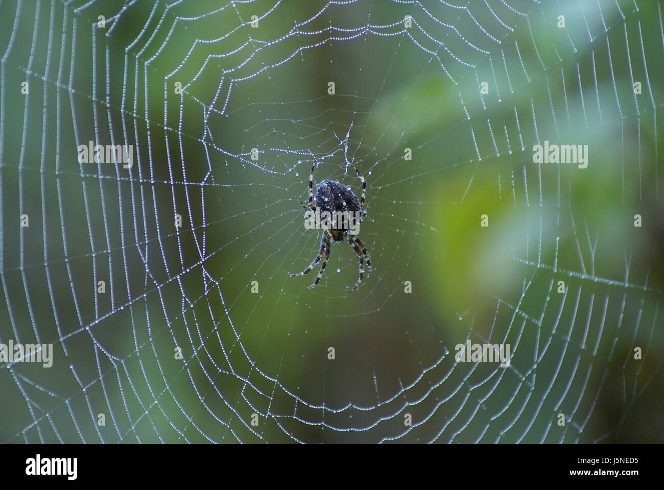environment enviroment insects spider spin moist water nature net ...