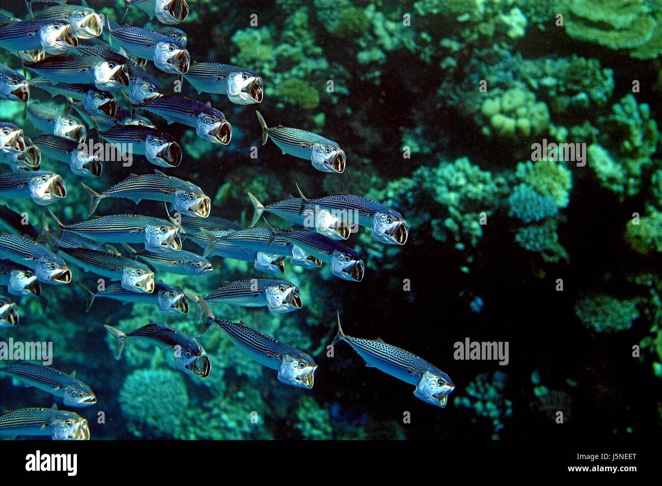 africa fish egypt under dive pisces snatch atoll snorkel reef swarm ...