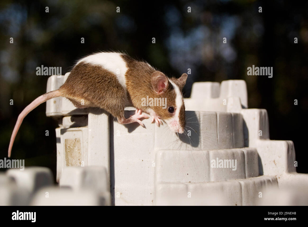 rodent tail claws mouse rise climb climbing ascend uphill tread clamber ...