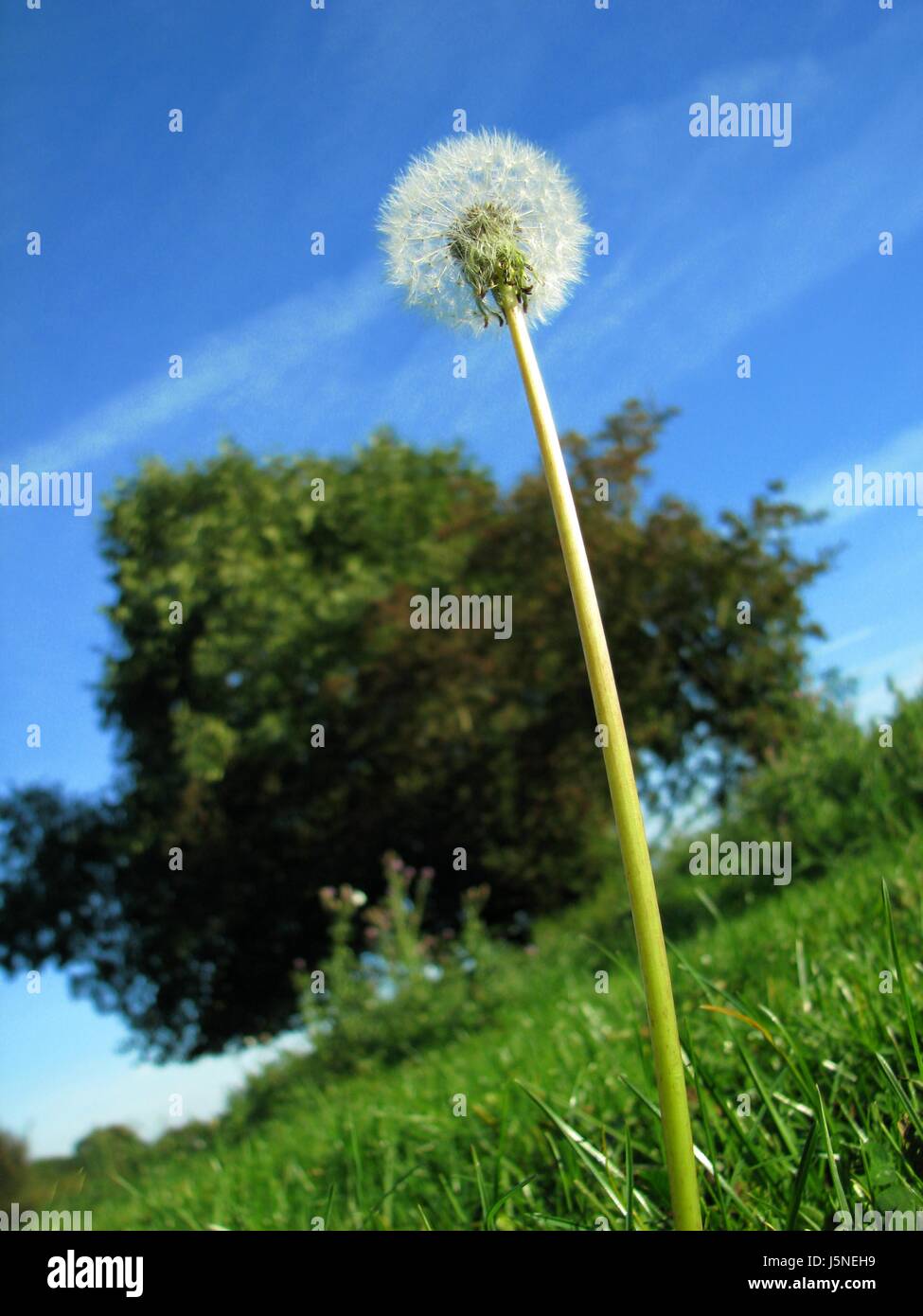 blue garden flower plant summer summerly blowball sperm stalk dandelion ...