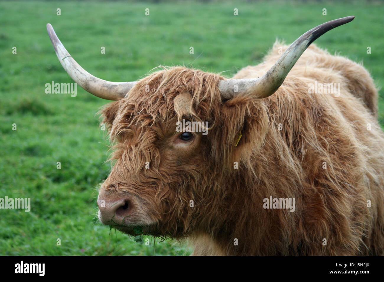 animal agriculture farming highland cornets cow bovine ecology farm ...
