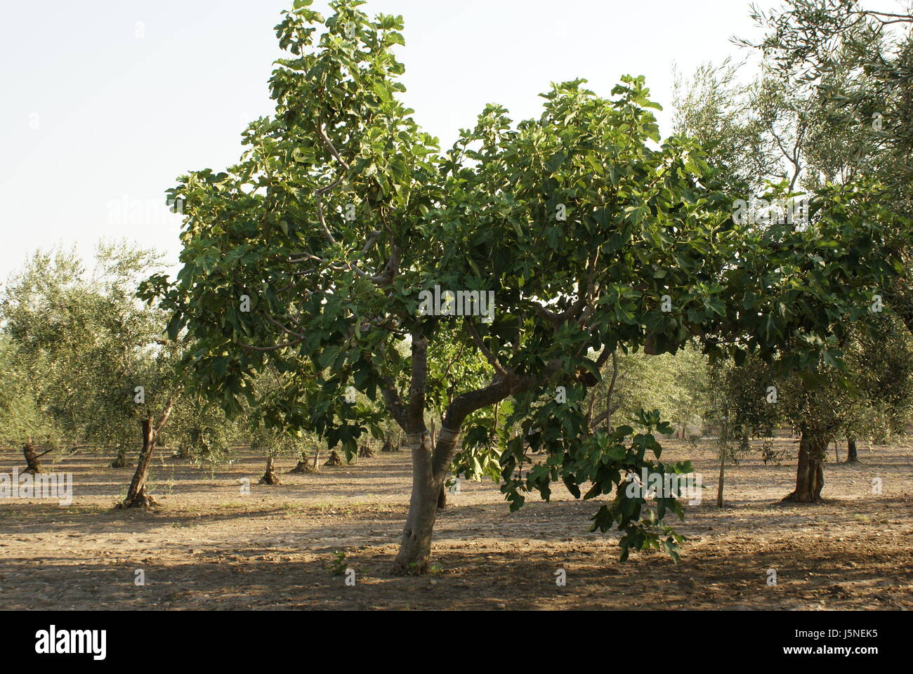 Adam tree hi-res stock photography and images - Alamy