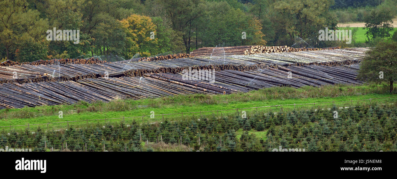 tree trees wood sight view outlook perspective vista panorama lookout ...